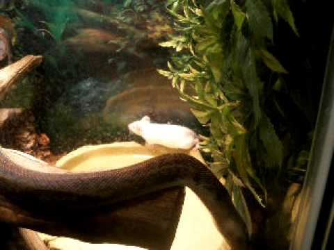 Macklot Python (Punisher) eating a mouse - YouTube