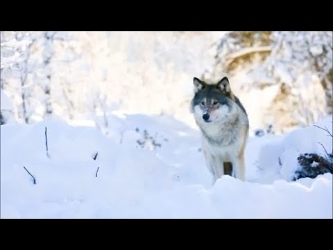 Colorado wolf tracker map shows new exploration in areas of Summit ...