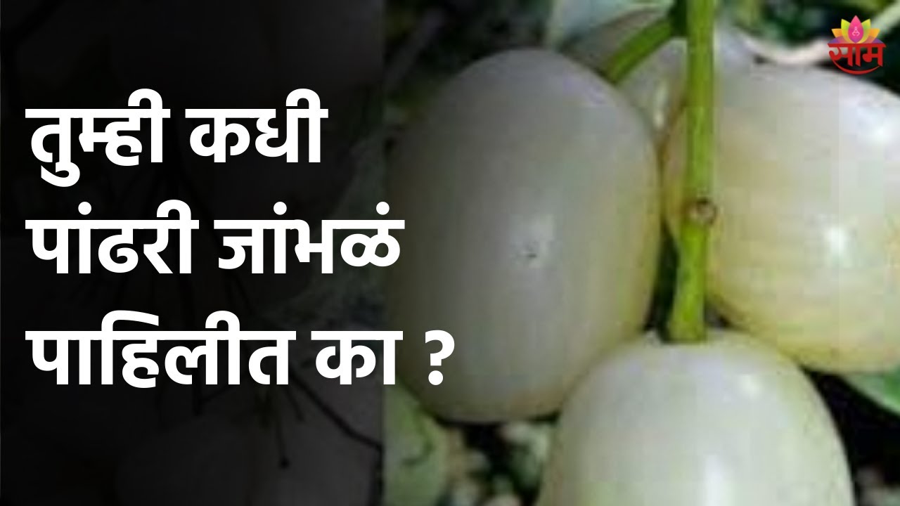 Java plum White Colour | तुम्ही कधी पांढरी जांभळं पाहिलीत का ?;पाहा हा ...