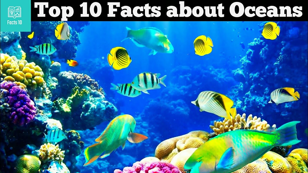 Top 10 Interesting facts about Oceans. - YouTube