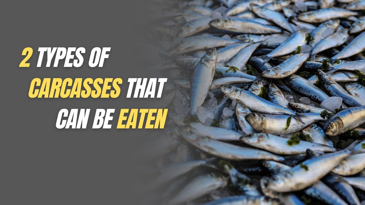2 types of carcasses that can be eaten - YouTube
