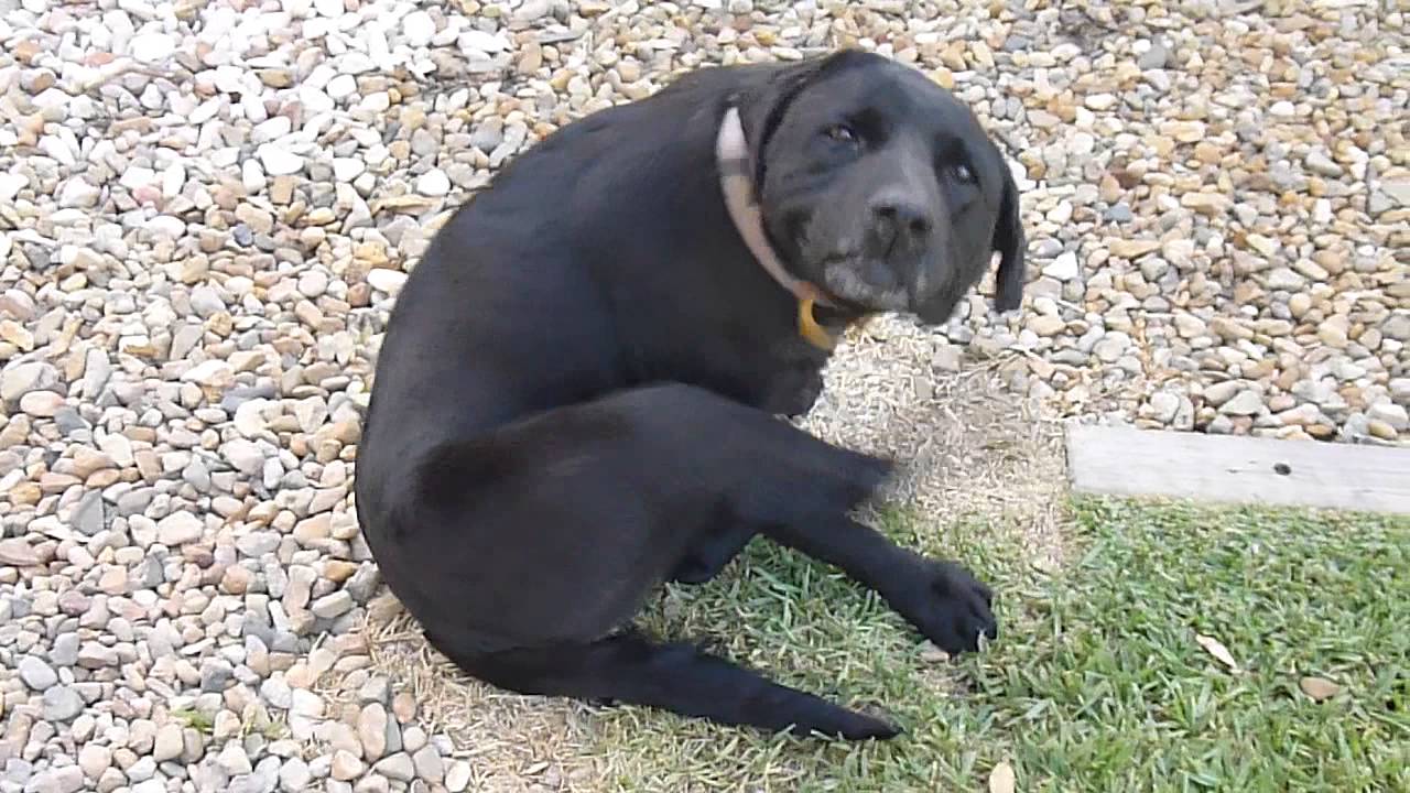 black lab scratching - YouTube
