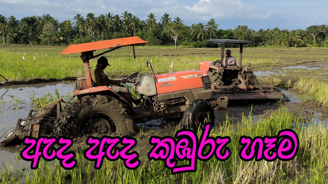 ඇද ඇද කුඹුරු හෑම / Cultivation of paddy fields / Kubota Tractor ...