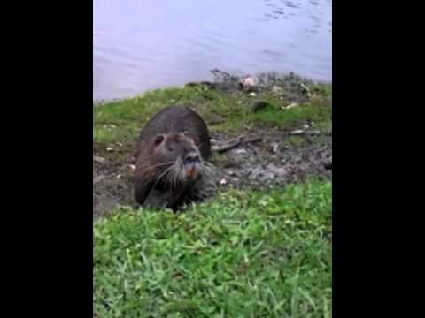 Attack of the nutria rat! - YouTube