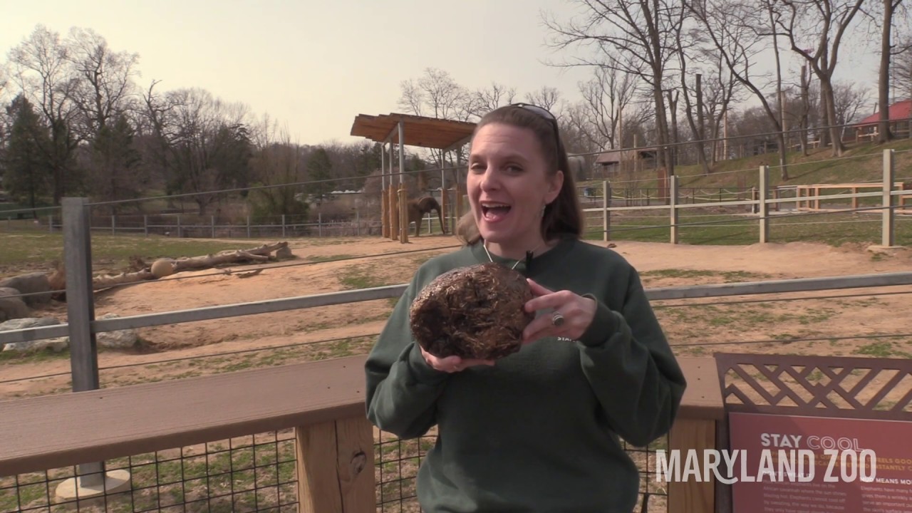 Zoo To You Episode 12: Elephant Poop - YouTube