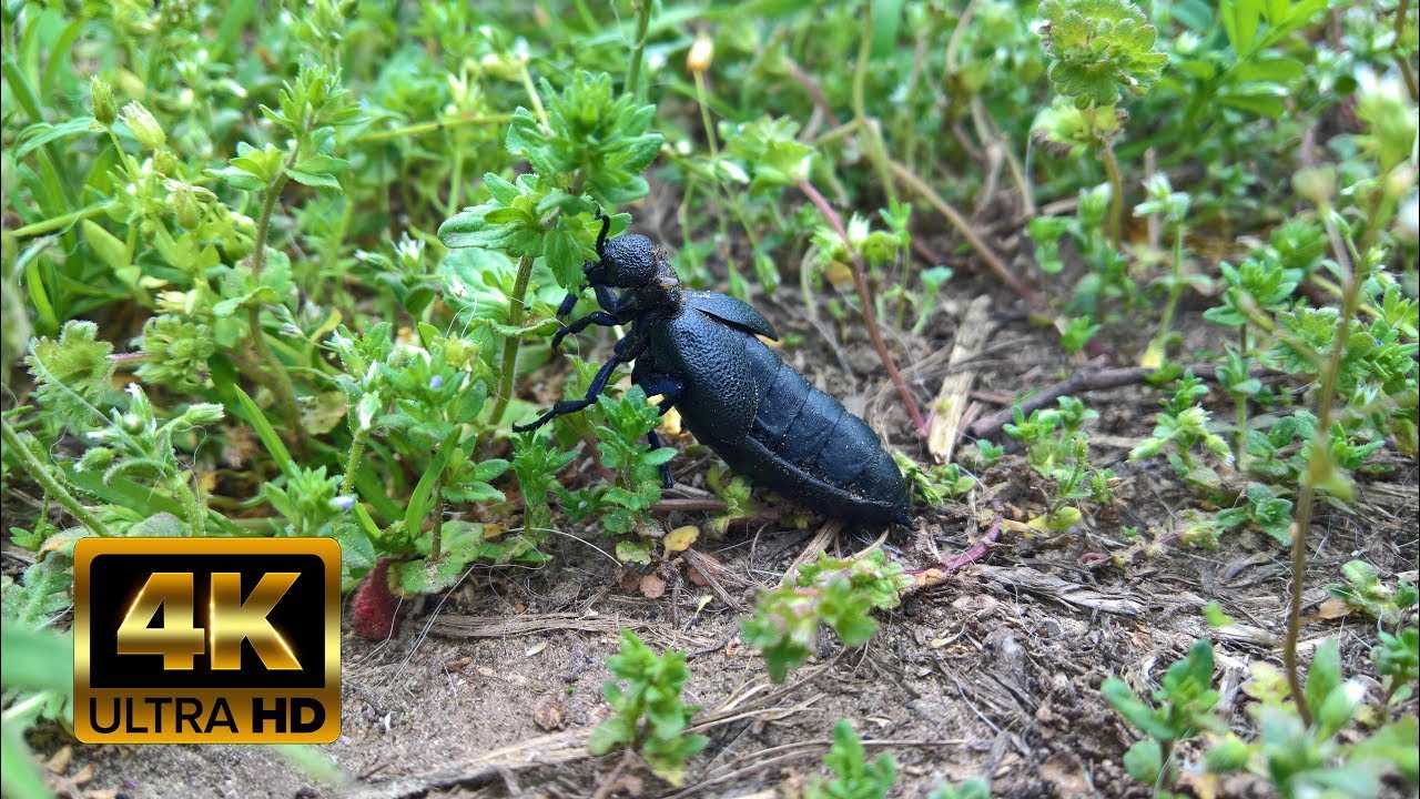 Beautiful Bugs and Insects in the Nature - 4K Ultra HD Nature Video ...