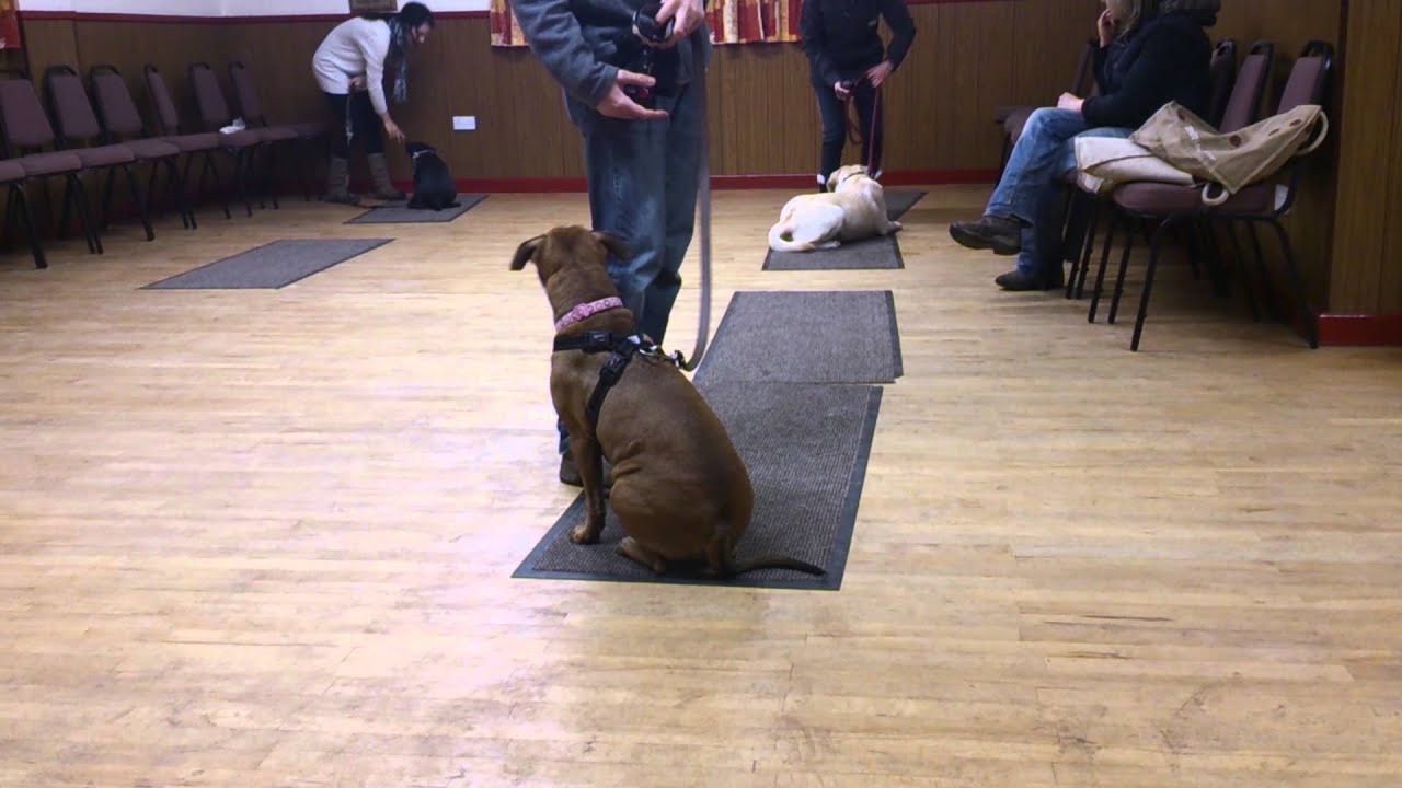 Cherry - Staffy Cross - taking her Bronze obedience test @ Rockhampton ...