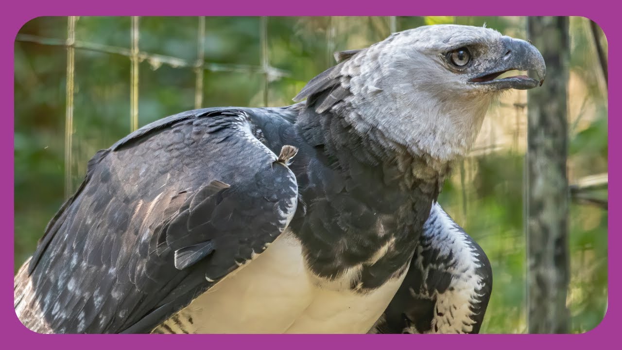 Harpy Eagle: Winged Apex Predator - YouTube