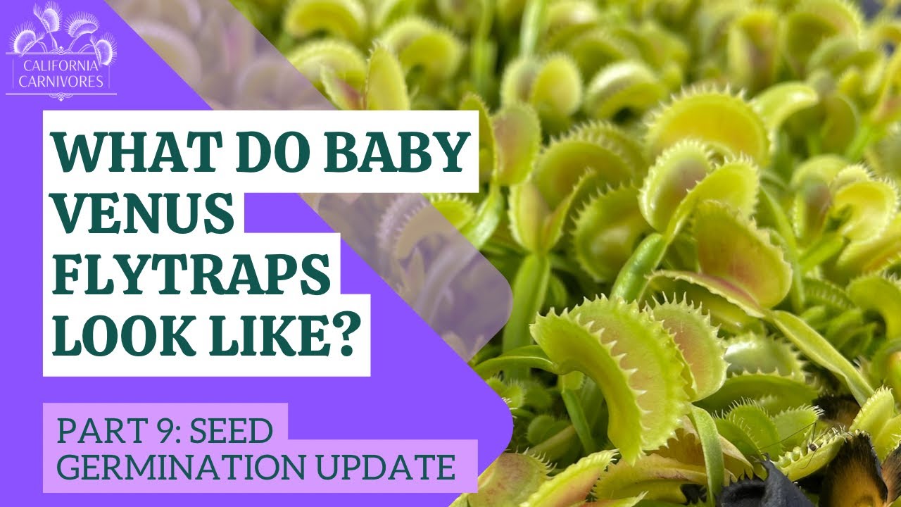 What Do Venus Flytraps Seeds Look Like After Germination? - YouTube