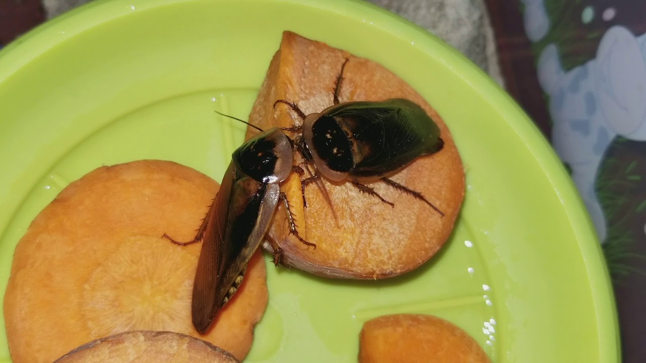 My Pet Roaches - YouTube