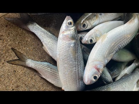 Pesca de tarraya en pico del monte - YouTube