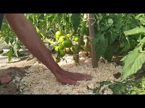 AÇIQ SAHƏDƏ POMİDORA QULLUQ!