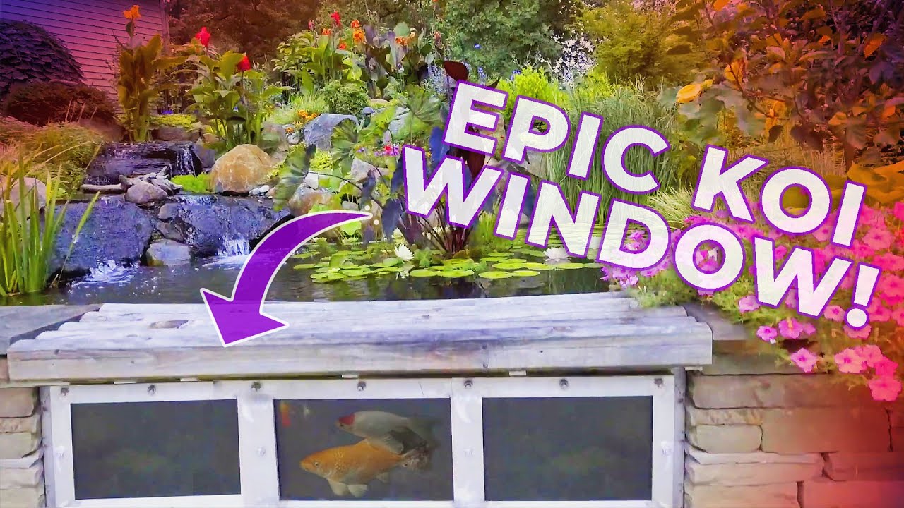 Cool *KOI WINDOW* in a Backyard Pond - YouTube