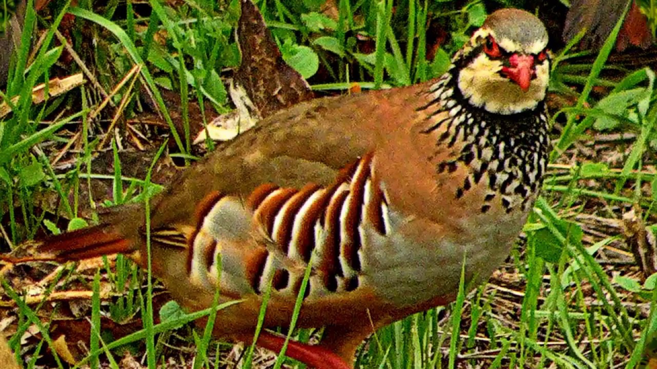 Red--legged partridge - Rode patrijs - YouTube