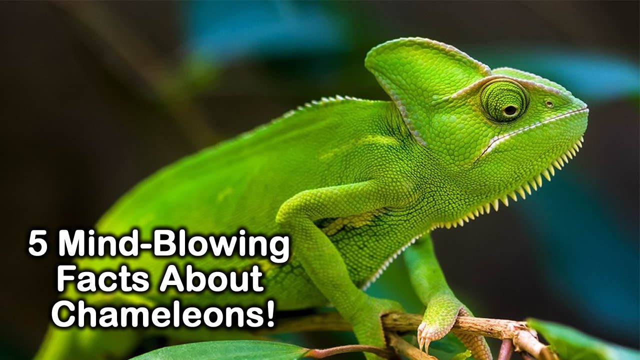 5 Mind-Blowing Facts About Chameleons! - YouTube