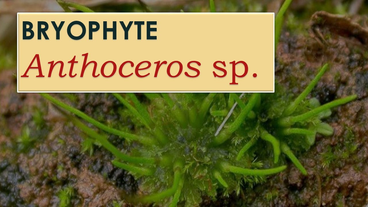 Bryophytes | Anthoceros sp.|| - YouTube