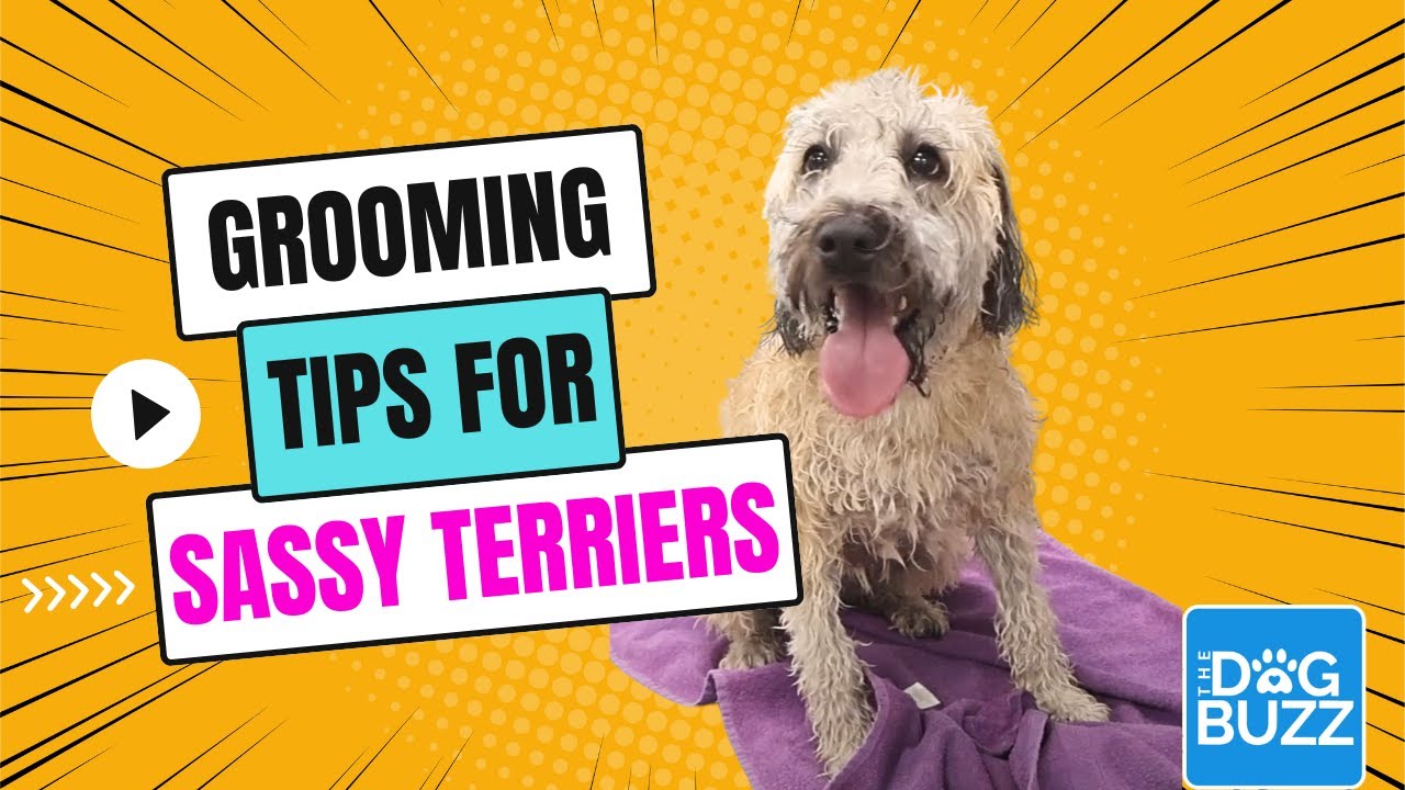 Soft Coated Wheaten Terrier Grooming 🐶 | Modifying a Breed Specific Cut ...