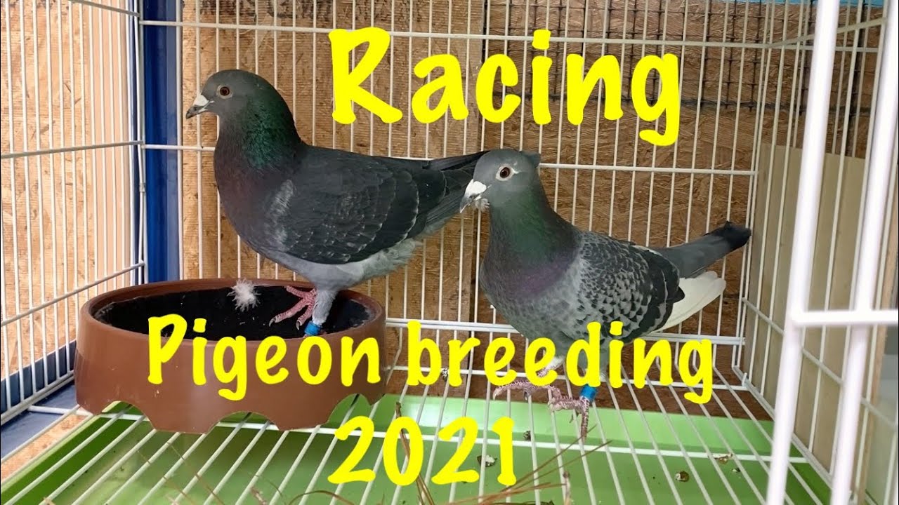 Racing pigeons, pigeon breeding, bird breeding 2021 - YouTube