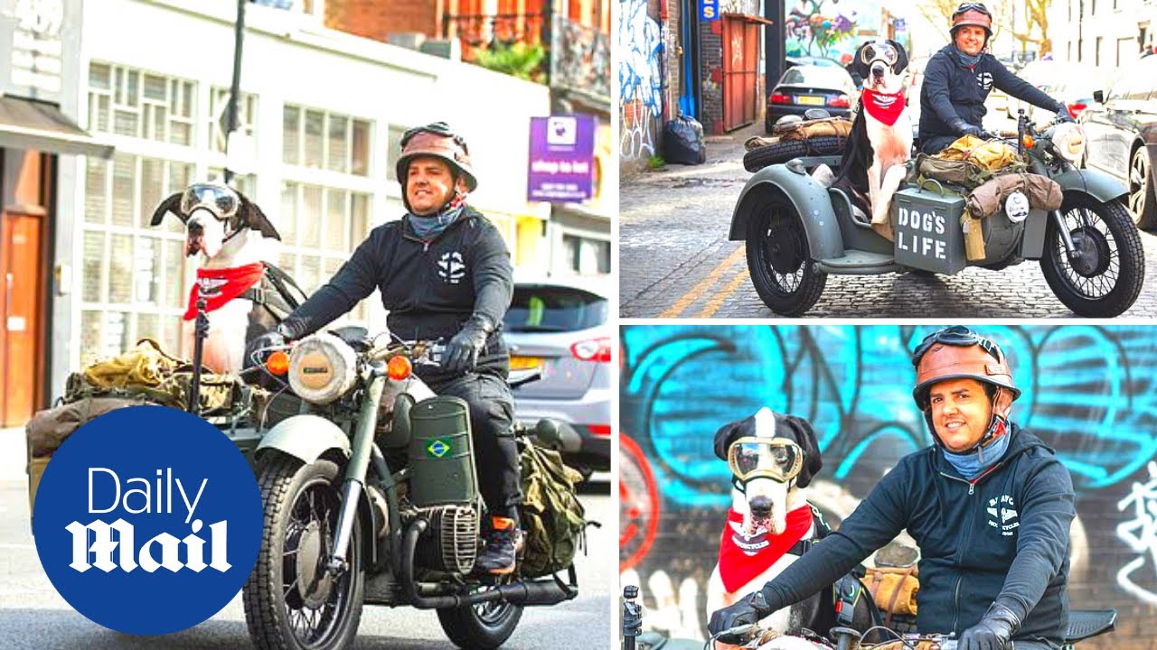 Adorable Great Dane dog loves riding in motorbike sidecar with owner ...
