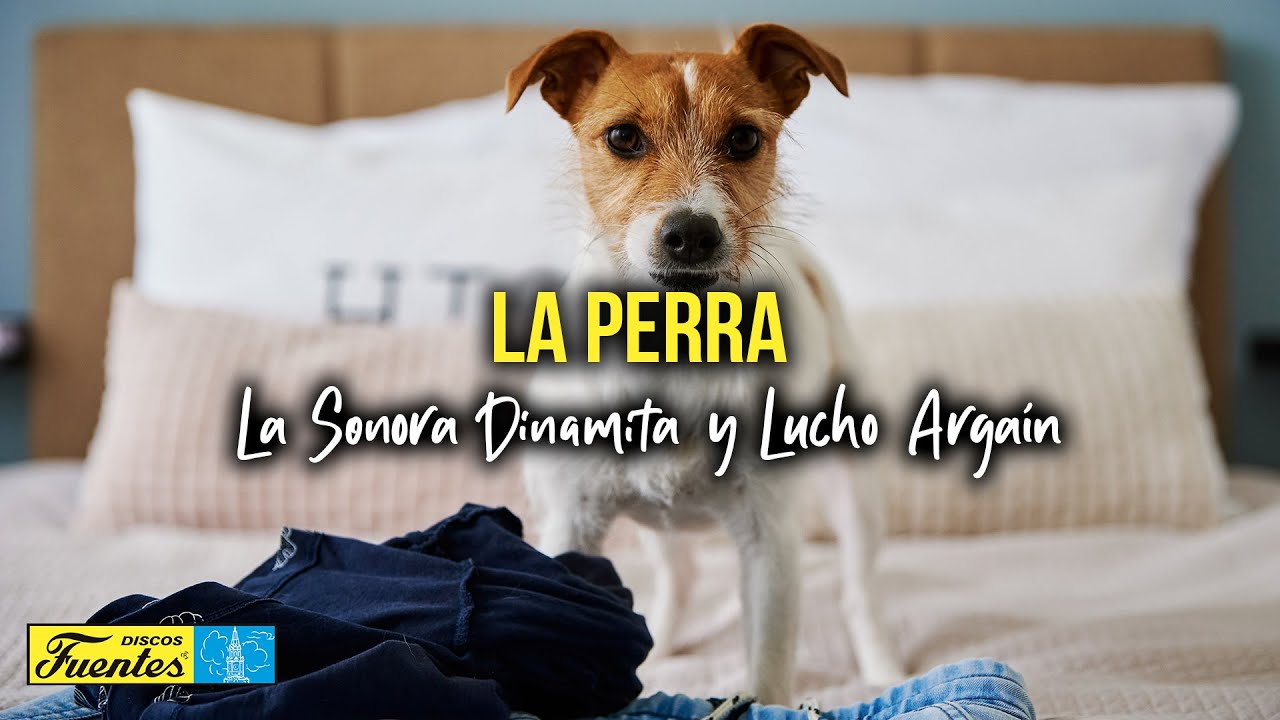 LA PERRA - La Sonora Dinamita y Lucho Argaín (Video Letra) - YouTube