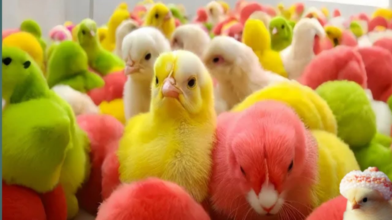 Catch cute chickens ,colorful chickens ,Rainbow chickens ,Rabbits ...