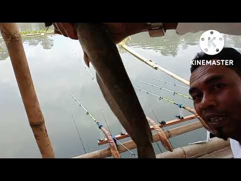 mancing Saguling di serang ikan patin kw# mancing Saguling hari ini - YouTube