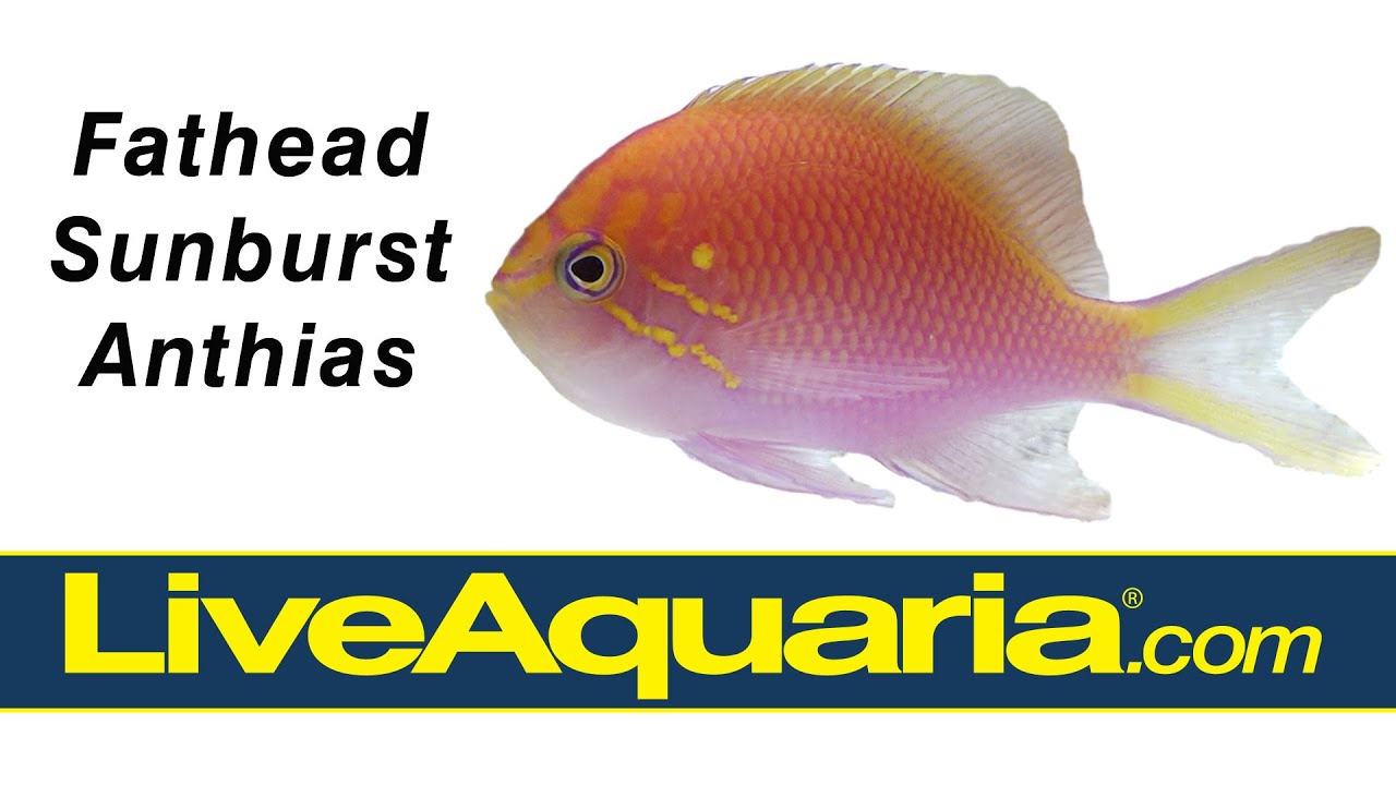 Fathead Sunburst Anthias (Serranocirrhitus latus) | LiveAquaria - YouTube