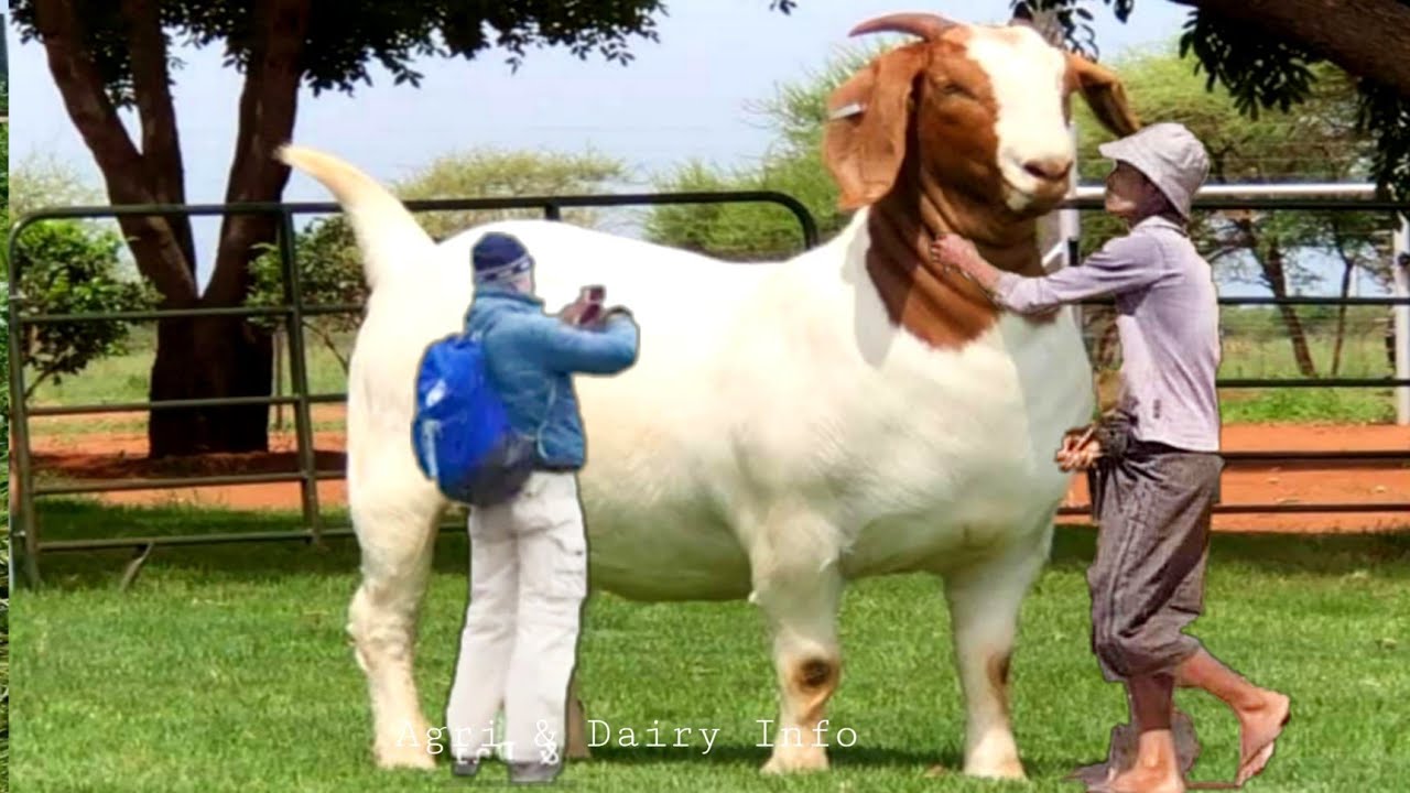 Biggest Goat In The World