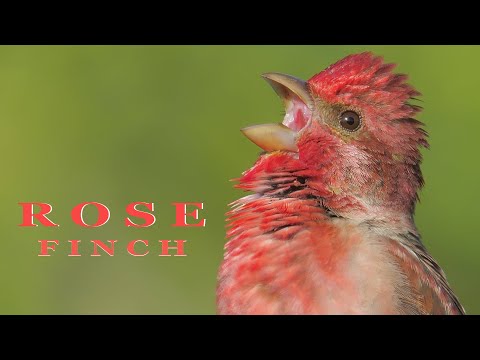 Bird sounds - ROSEFINCH singing and chirping