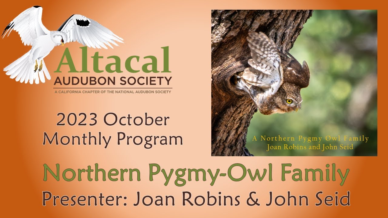 Northern Pygmy Owl Family - October 2023 - YouTube