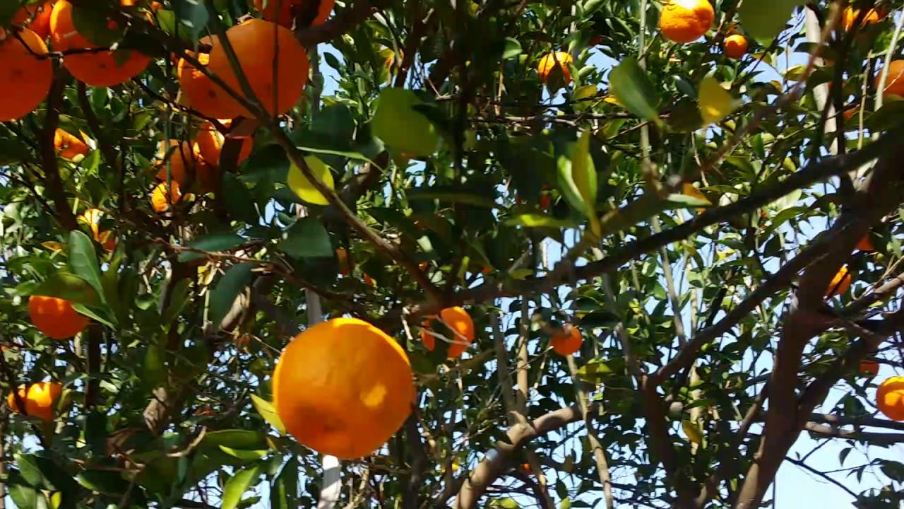 Orange farm in taiwan....😅😅😅😅 - YouTube