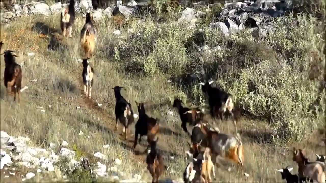 (17) " ΟΙ ΚΤΗΝΟΤΡΟΦΟΙ ΤΟΥ ΞΗΡΟΒΟΥΝΙΟΥ " (2) - YouTube