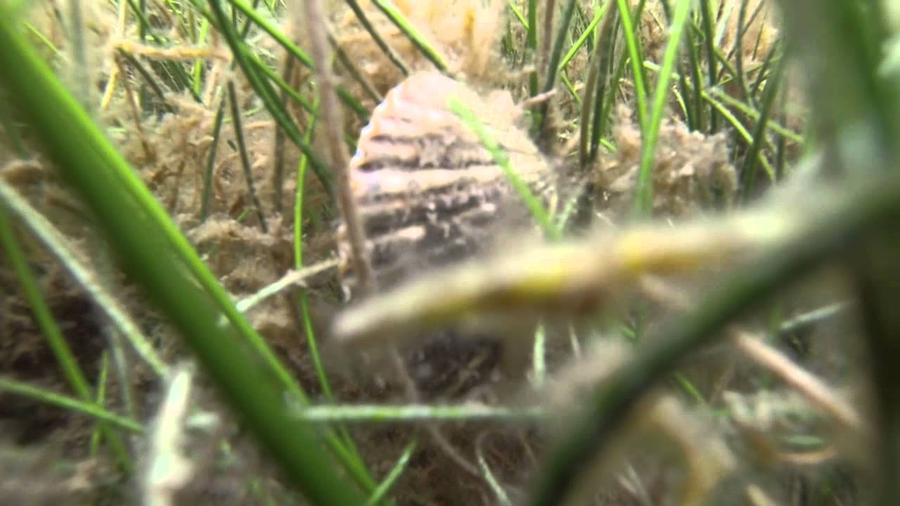 Scallop Hunting - YouTube