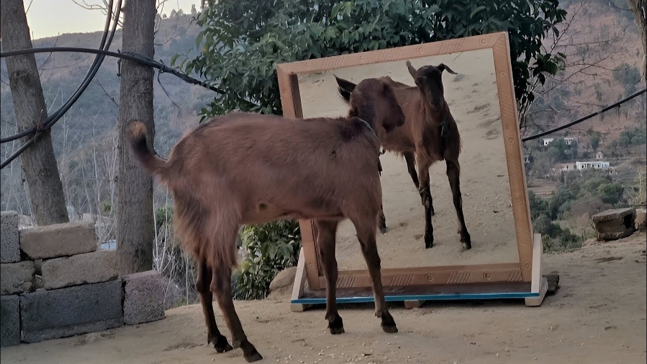 funny goats vs mirror reaction prank ( Part 1 ) - YouTube