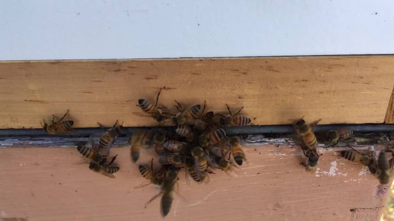 Bee War Zone - YouTube