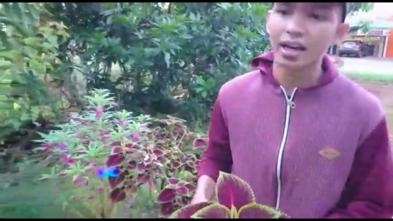 Penanaman & Perawatan Bunga Ati-Ati - YouTube