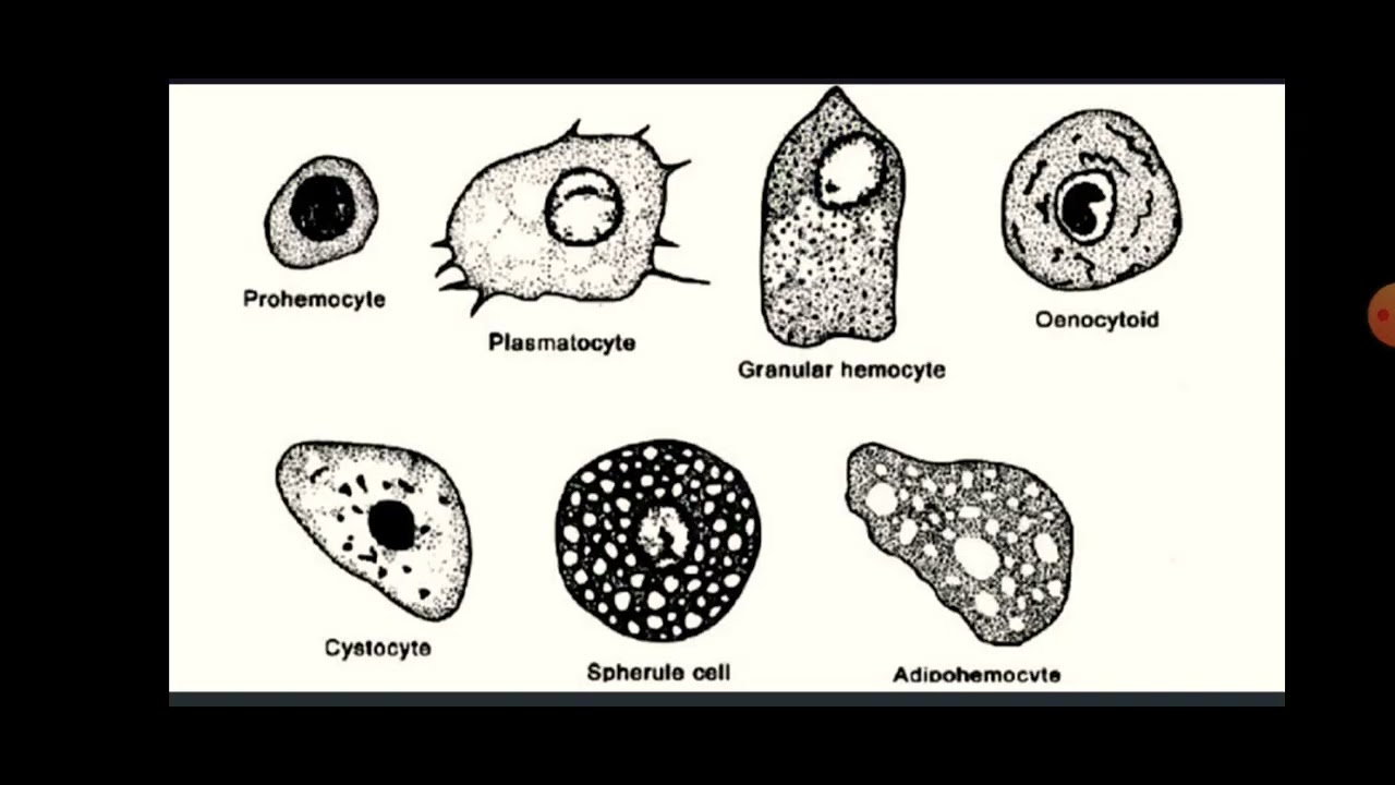Type & Structure Of Haemocyte & Function (Insect Physiology ...