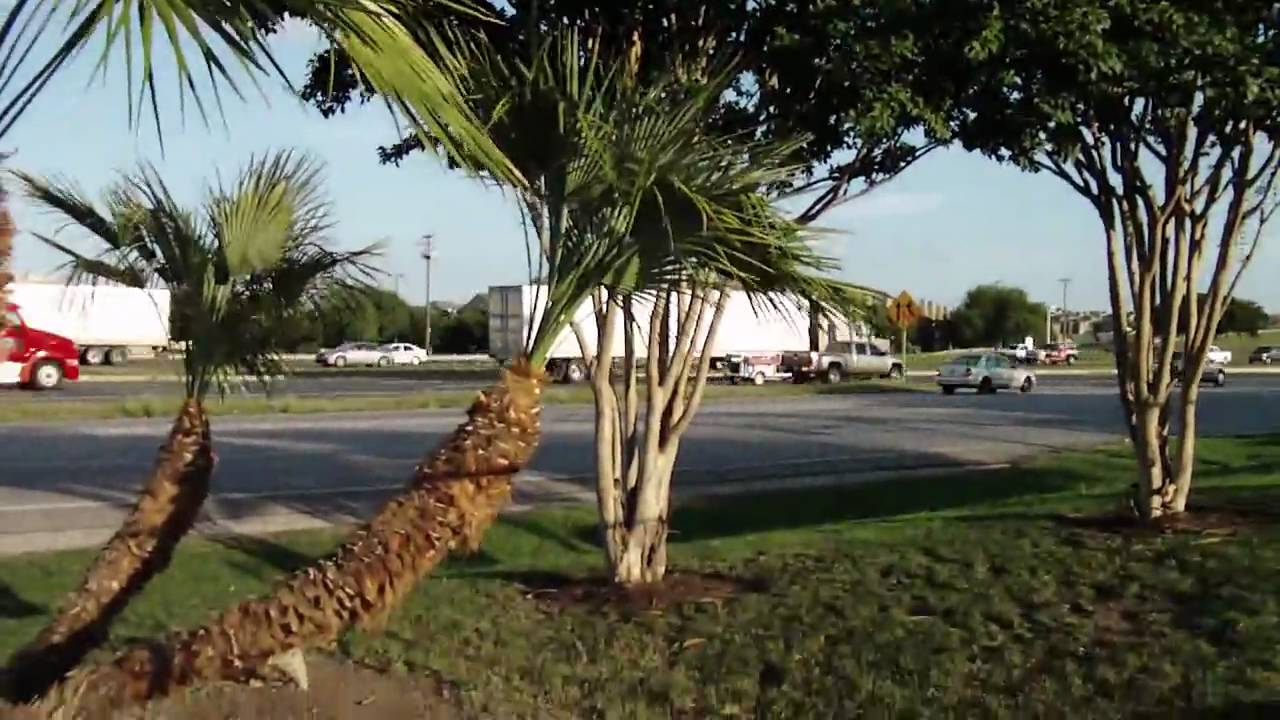 Palm Trees (Drive Time) - YouTube