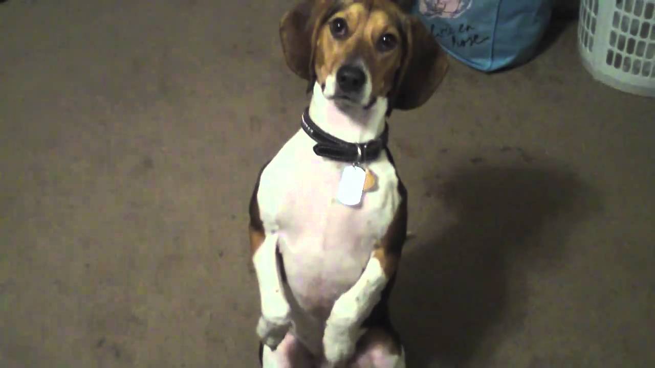 Dexter The Beagle Pup - Sit Pretty & Play Dead - YouTube