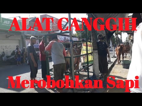 Alat canggih dan keren. Peroboh sapi - YouTube