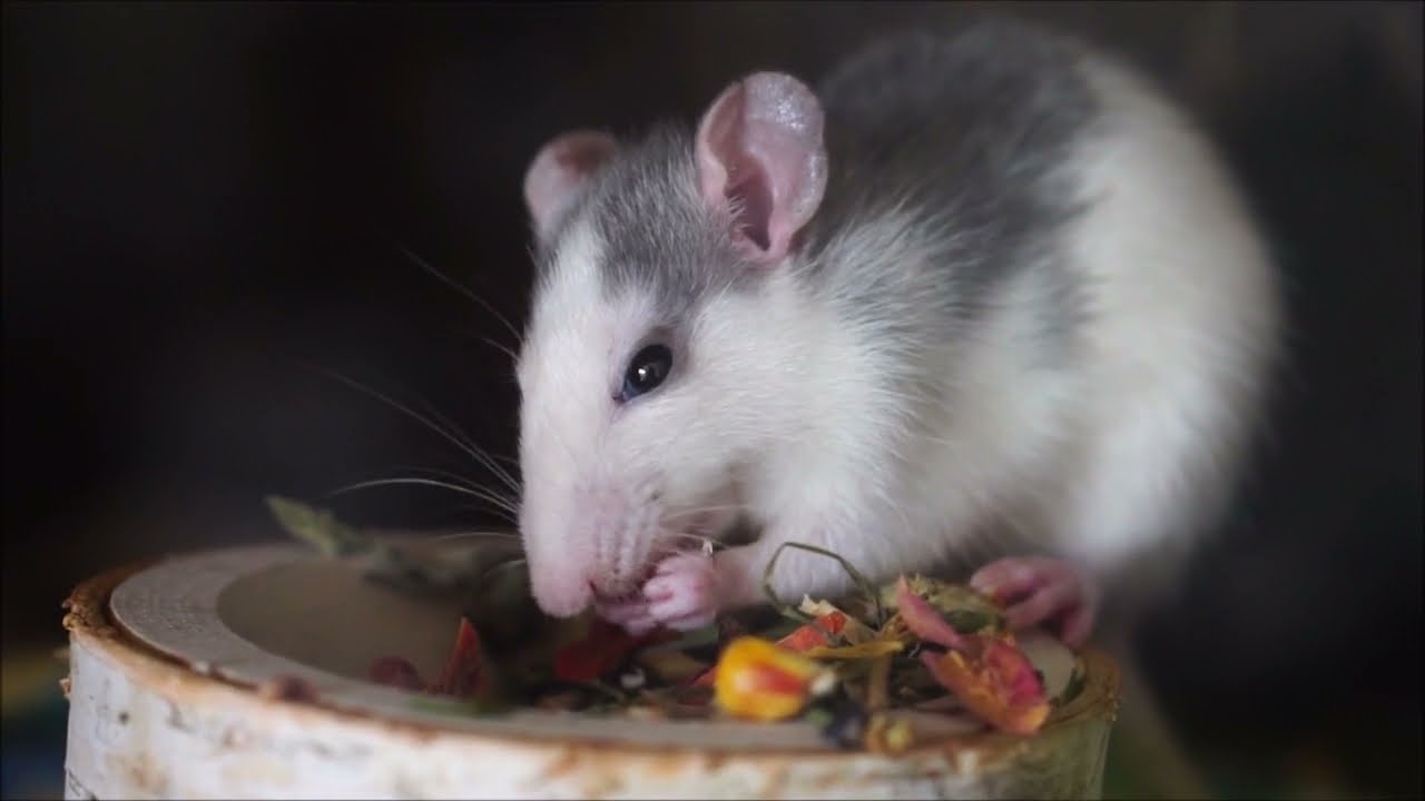 Rats are clean animal? - YouTube