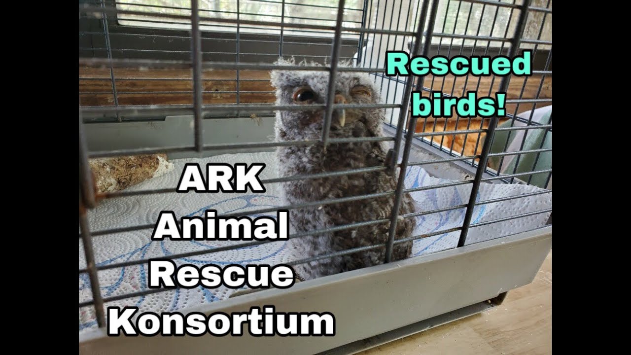 ARK’s rescued birds! ARK Animal Rescue Konsortium | PART 2 - YouTube
