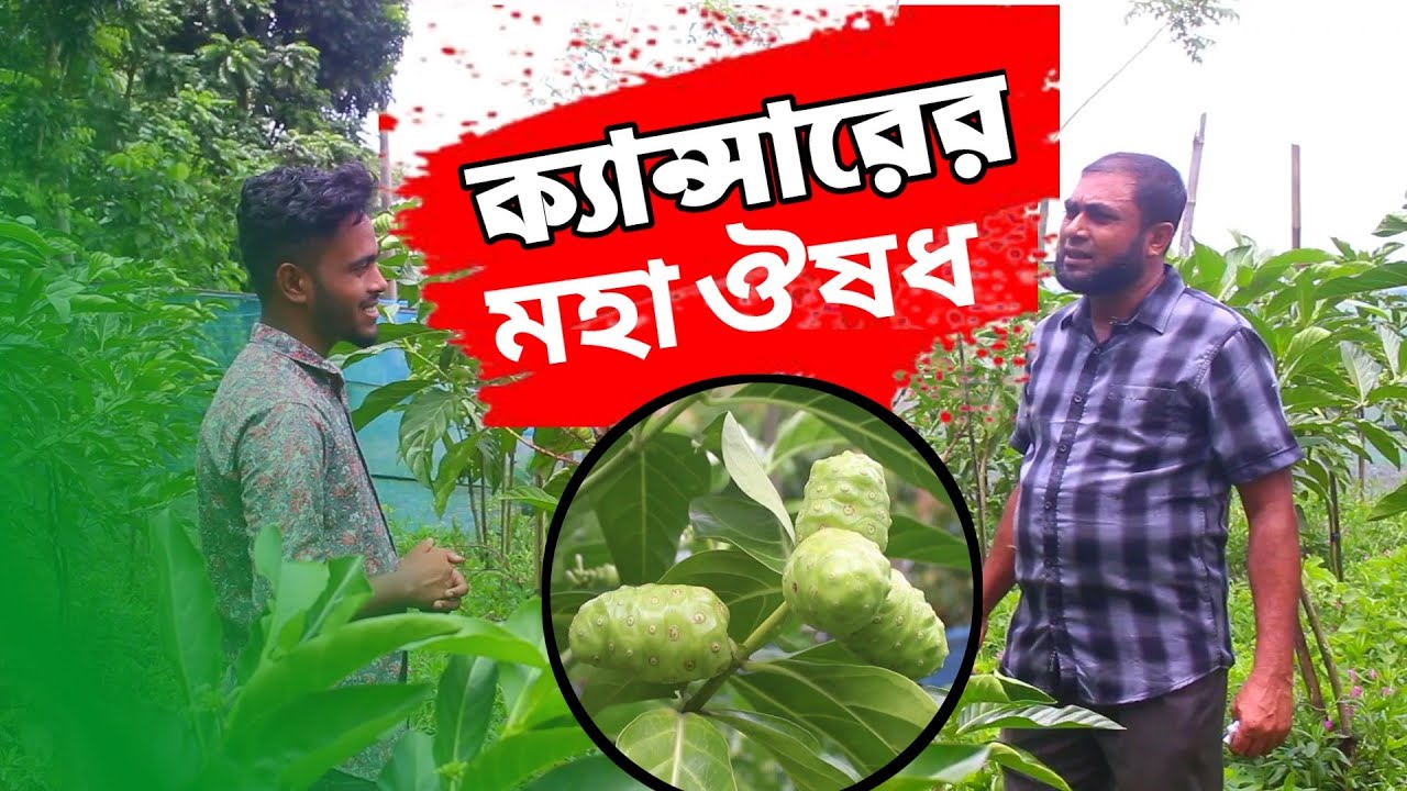 ক্যান্সারের মহা ঔষধ আফ্রিকান ননিফল | ( noni fruits ) কোথায় পাবেন ...
