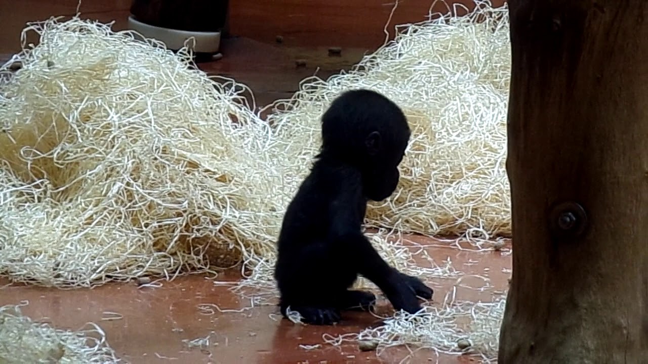 Gorilla Baby Indigo and his Family (Budapest Zoo) - YouTube