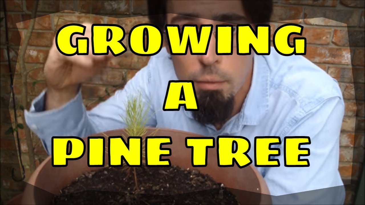 How to Grow a Pine Tree - YouTube