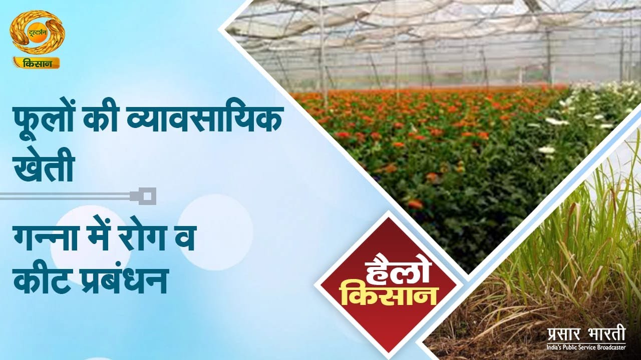 Hello Kisan | हैलो किसान- फूलों की व्यावसायिक खेती | DD Kisan | July 16, 2025 - YouTube