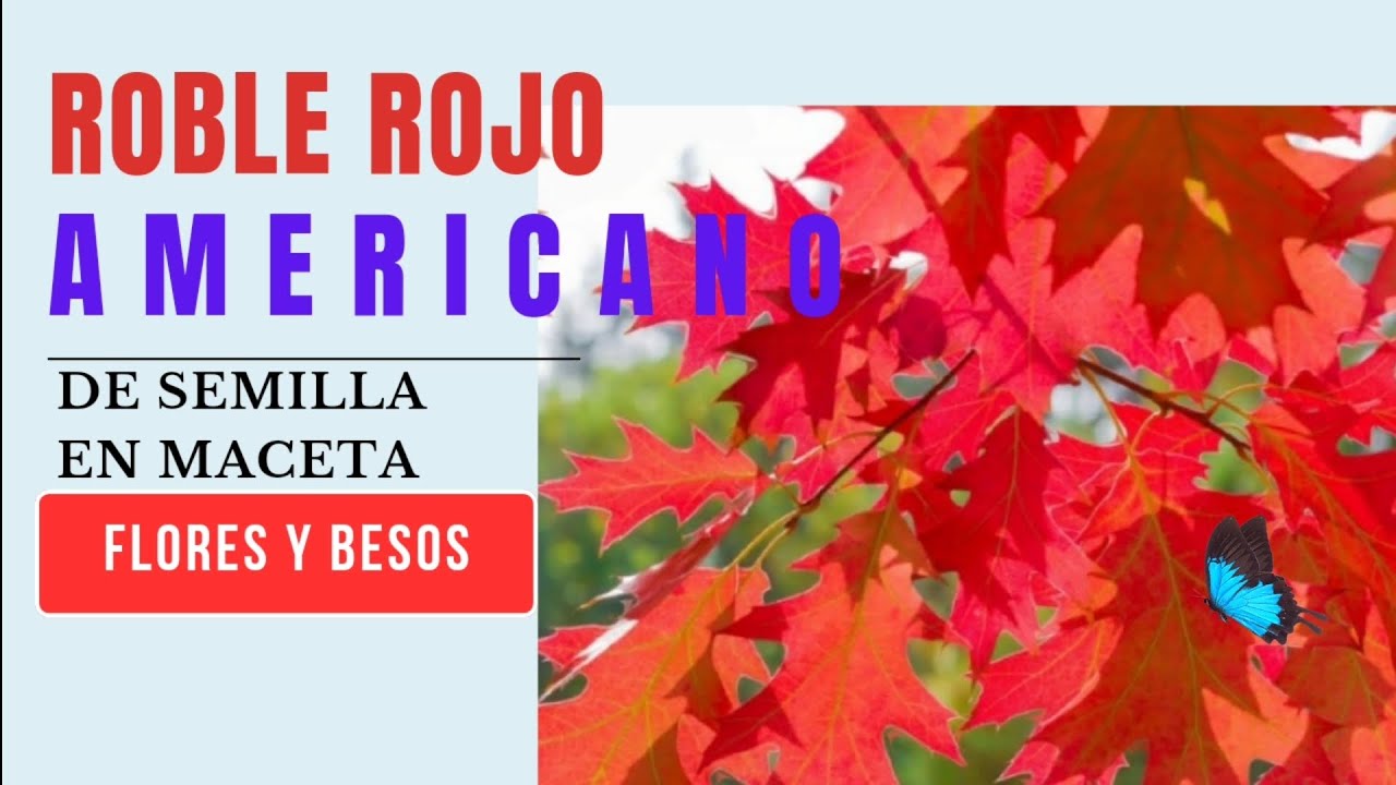 EL SECRETO PARA UN JARDÍN DE ENSUEÑO EN OTOÑO: ¡Planta un Roble Rojo ...
