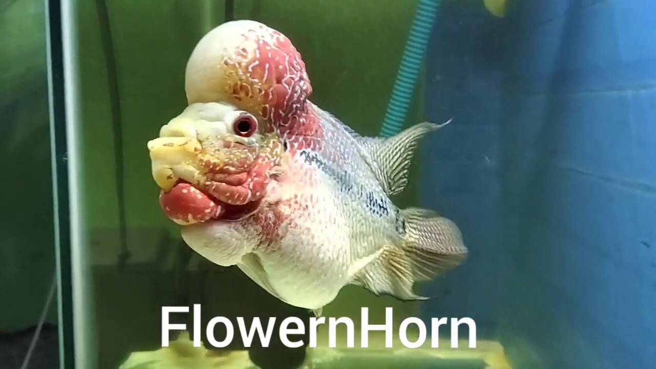 Super Red Dragon Flowerhorn - YouTube