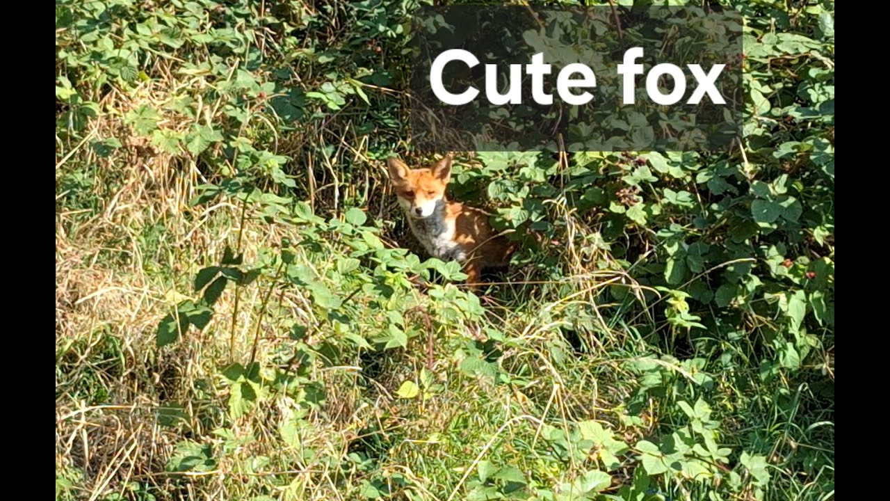 A random encounter with a beautiful fox - YouTube