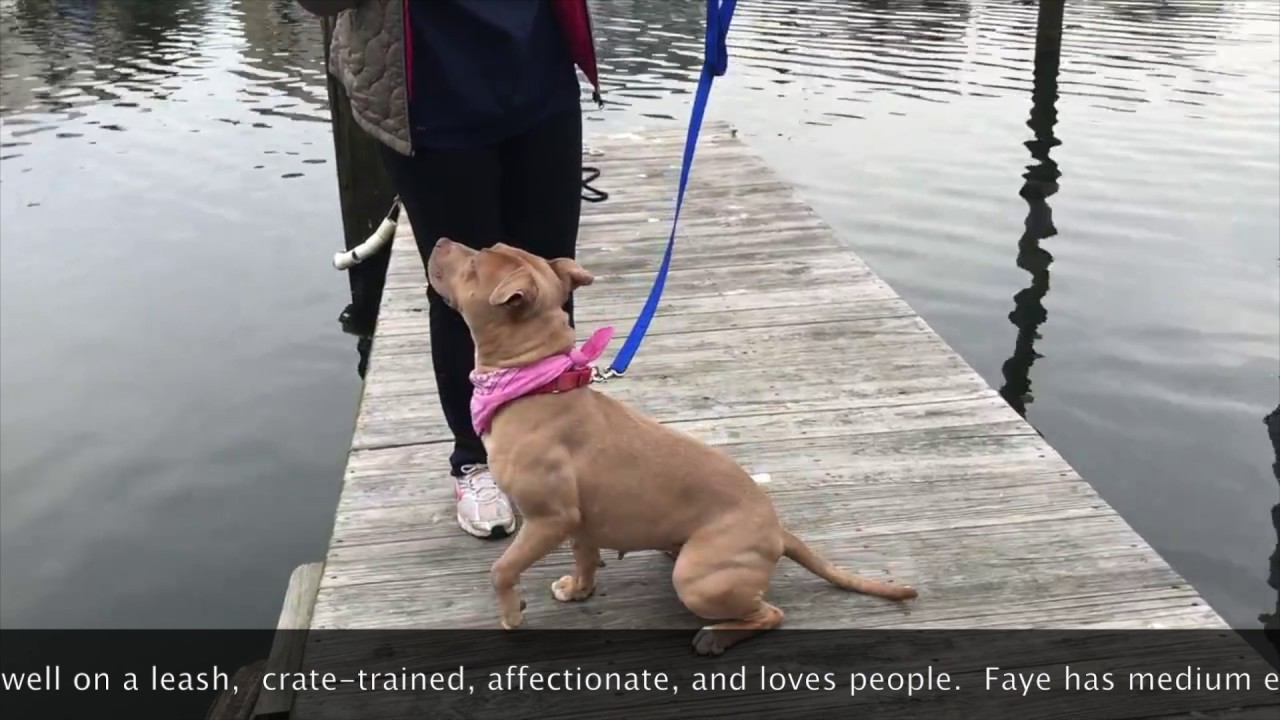 Faye for Adoption at Ruff House Rescue NY - YouTube